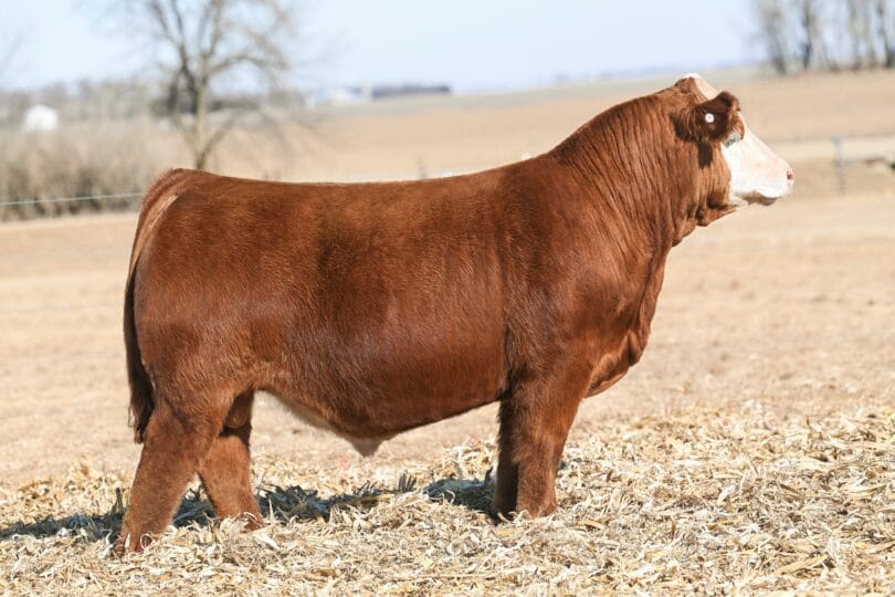 W/C RED BIRD 269J – Premium Beef Genetics