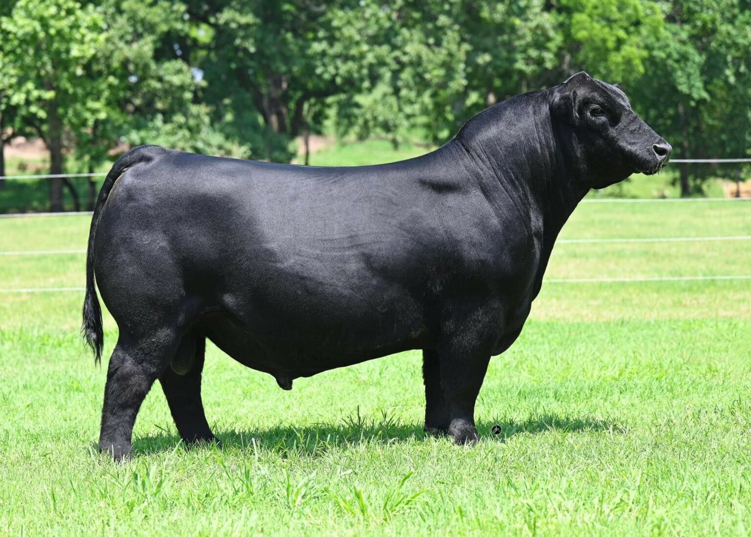 CONLEY A 1 – Premium Beef Genetics