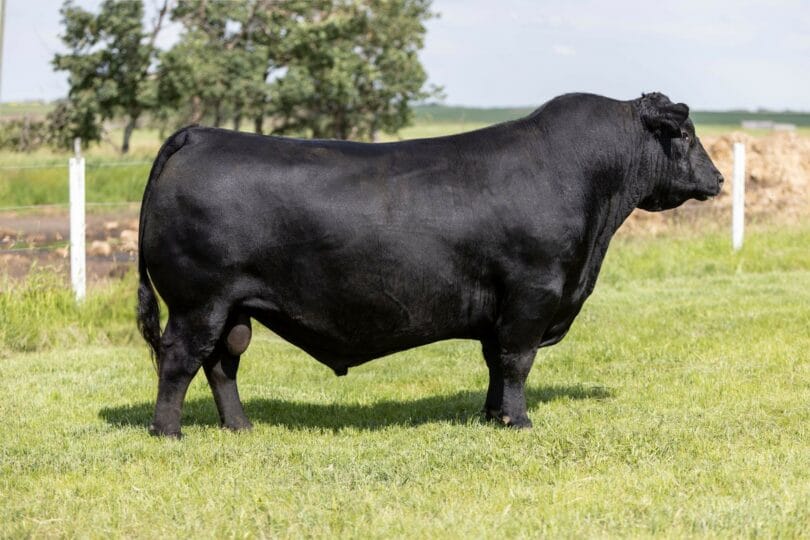 Black Angus – Premium Beef Genetics