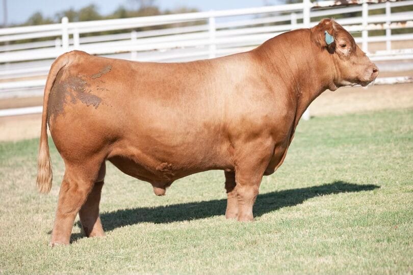 1ELEVEN IN THE BLOOD – Premium Beef Genetics