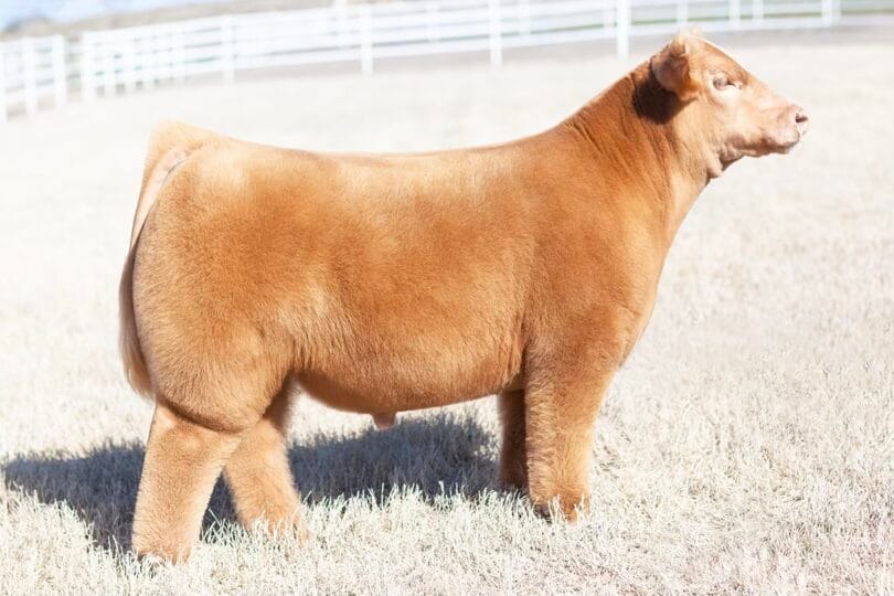 Club Calf – Premium Beef Genetics