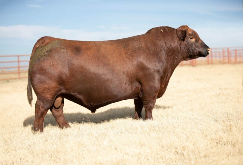 DUFF MALBEC 2026 – Premium Beef Genetics