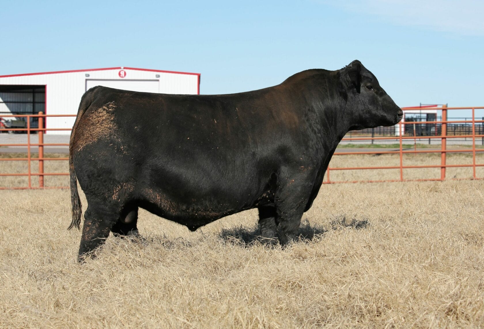 DUFF RENO 2248 – Premium Beef Genetics