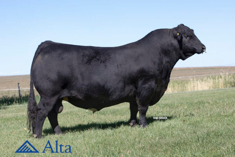 Simmental – Premium Beef Genetics