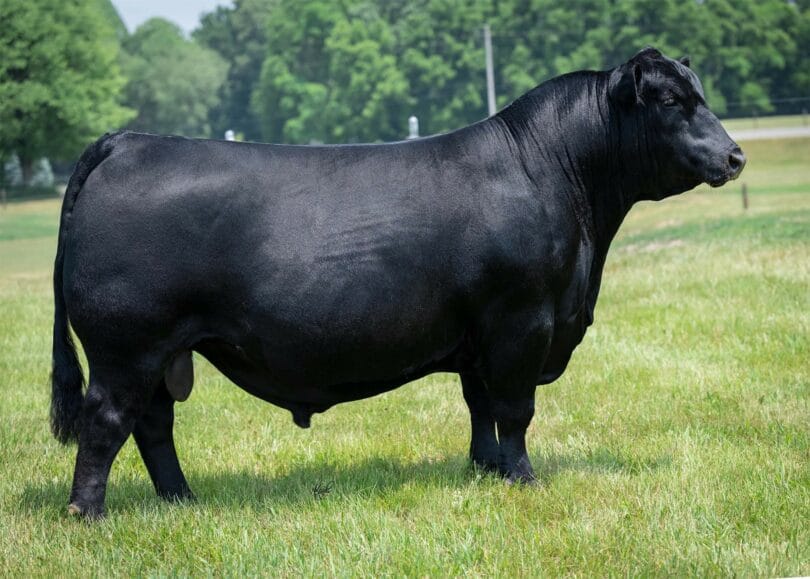 SELDOM REST NEXT MOVE 1133 – Premium Beef Genetics