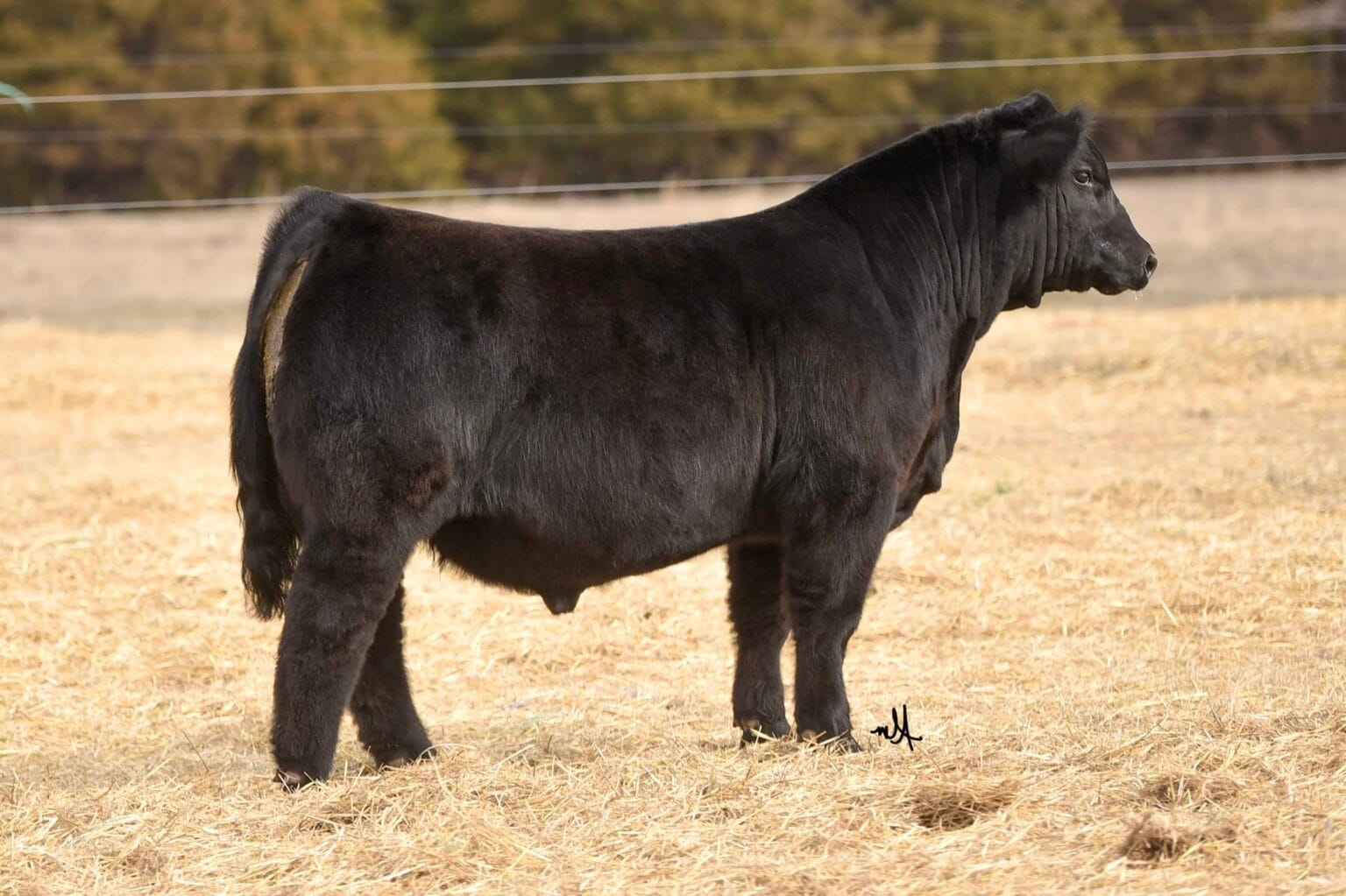 Simmental – Premium Beef Genetics