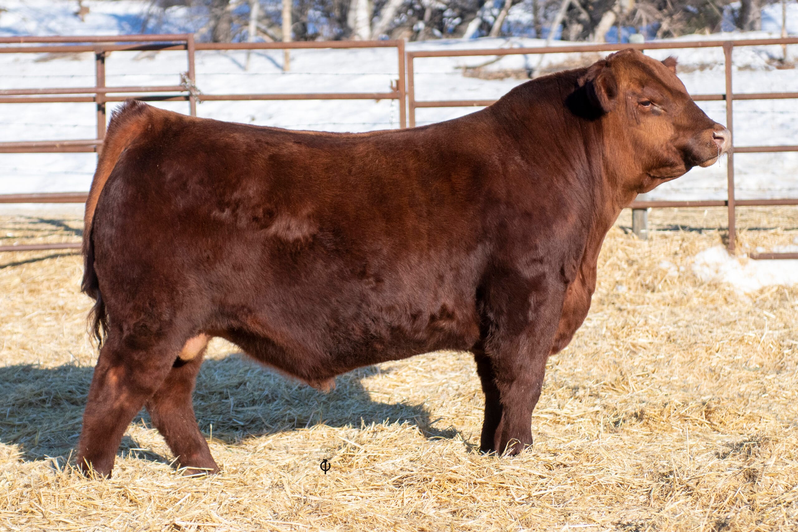 RED BAR MM CONVOY 127K – Premium Beef Genetics