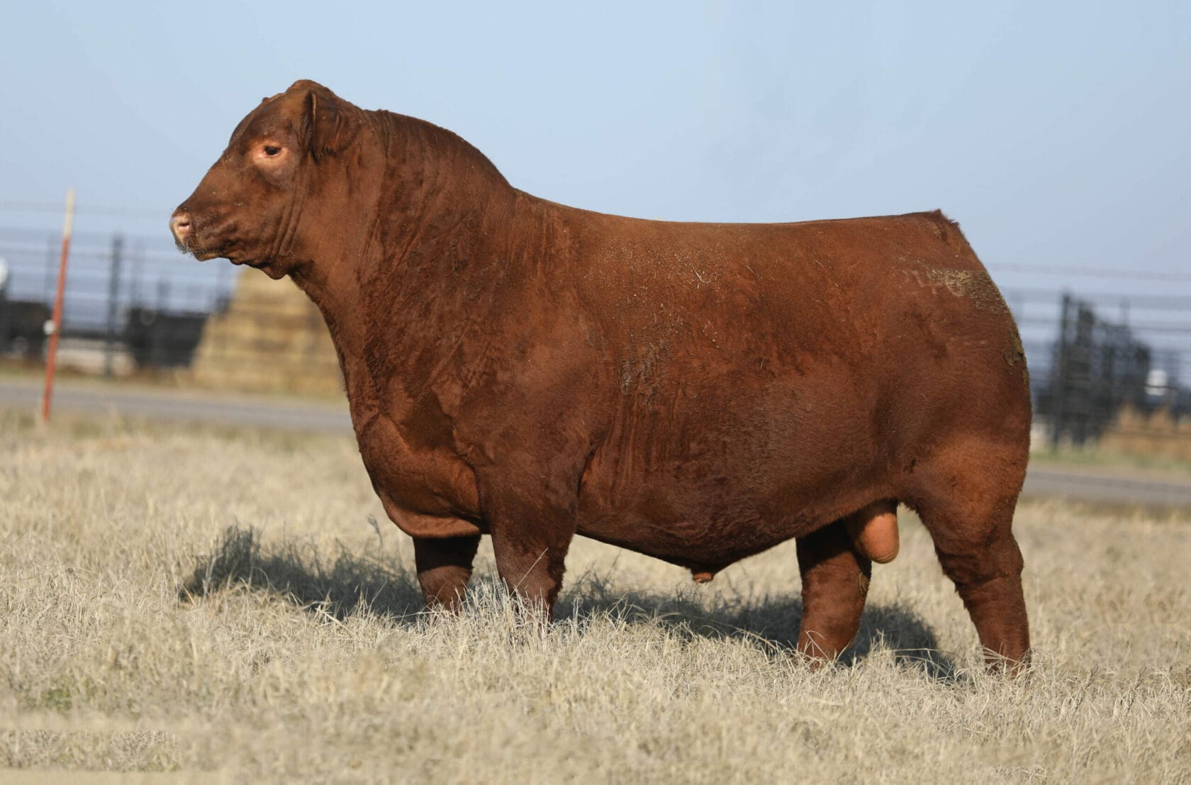 DUFF TERRITORY 2246 – Premium Beef Genetics