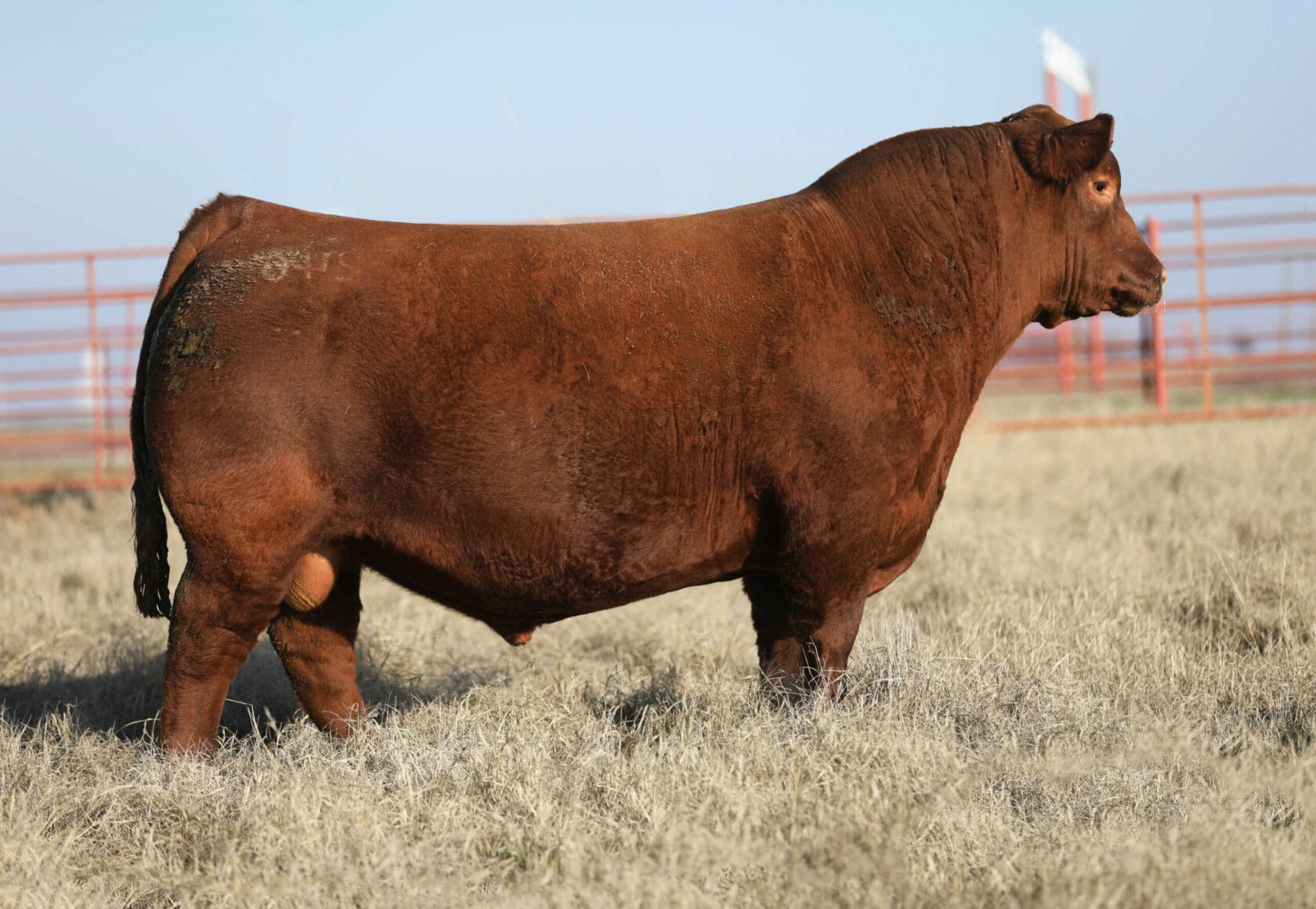 DUFF TERRITORY 2246 – Premium Beef Genetics