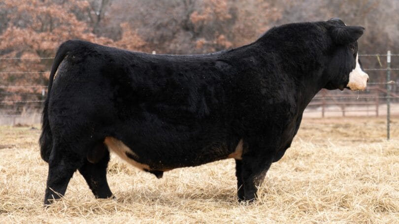 GOOD TO GREAT – Premium Beef Genetics