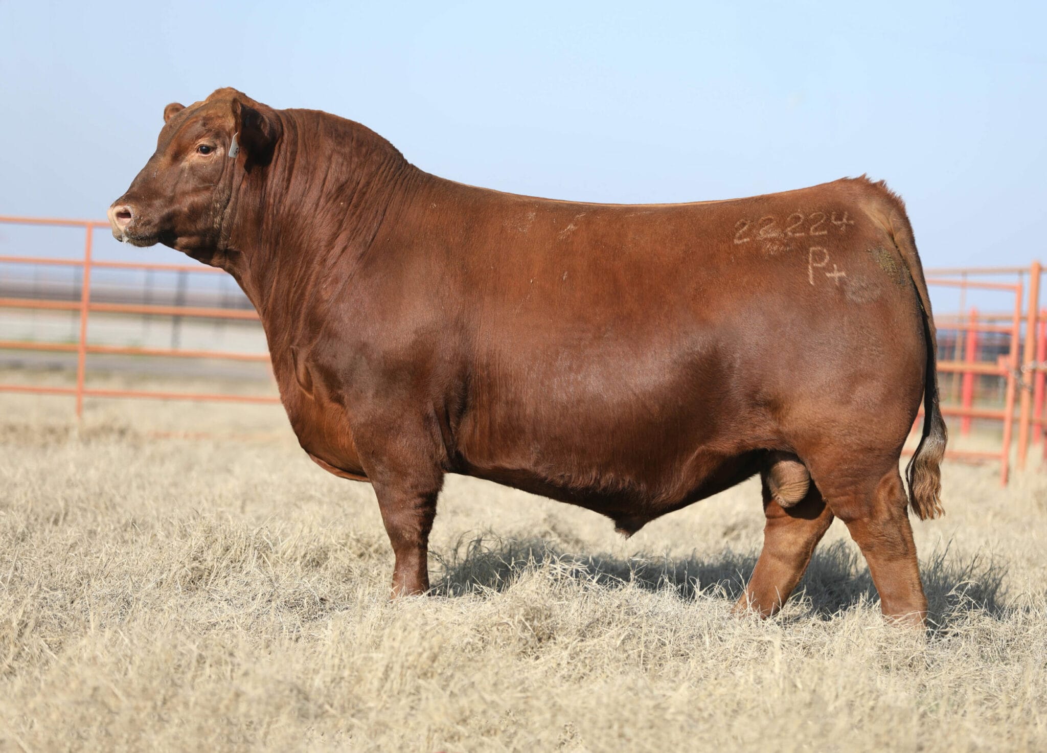 DUFF YAHTZEE 22224 – Premium Beef Genetics