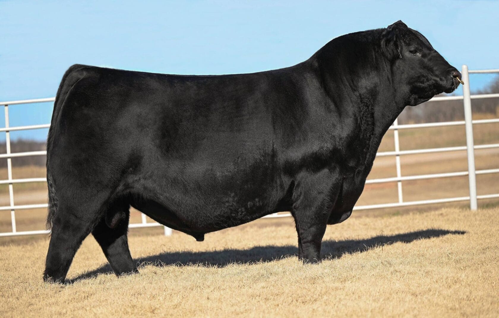 SADLER HEMISPHERE 2528 – Premium Beef Genetics