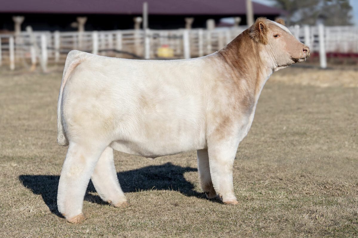 Club Calf – Page 2 – Premium Beef Genetics