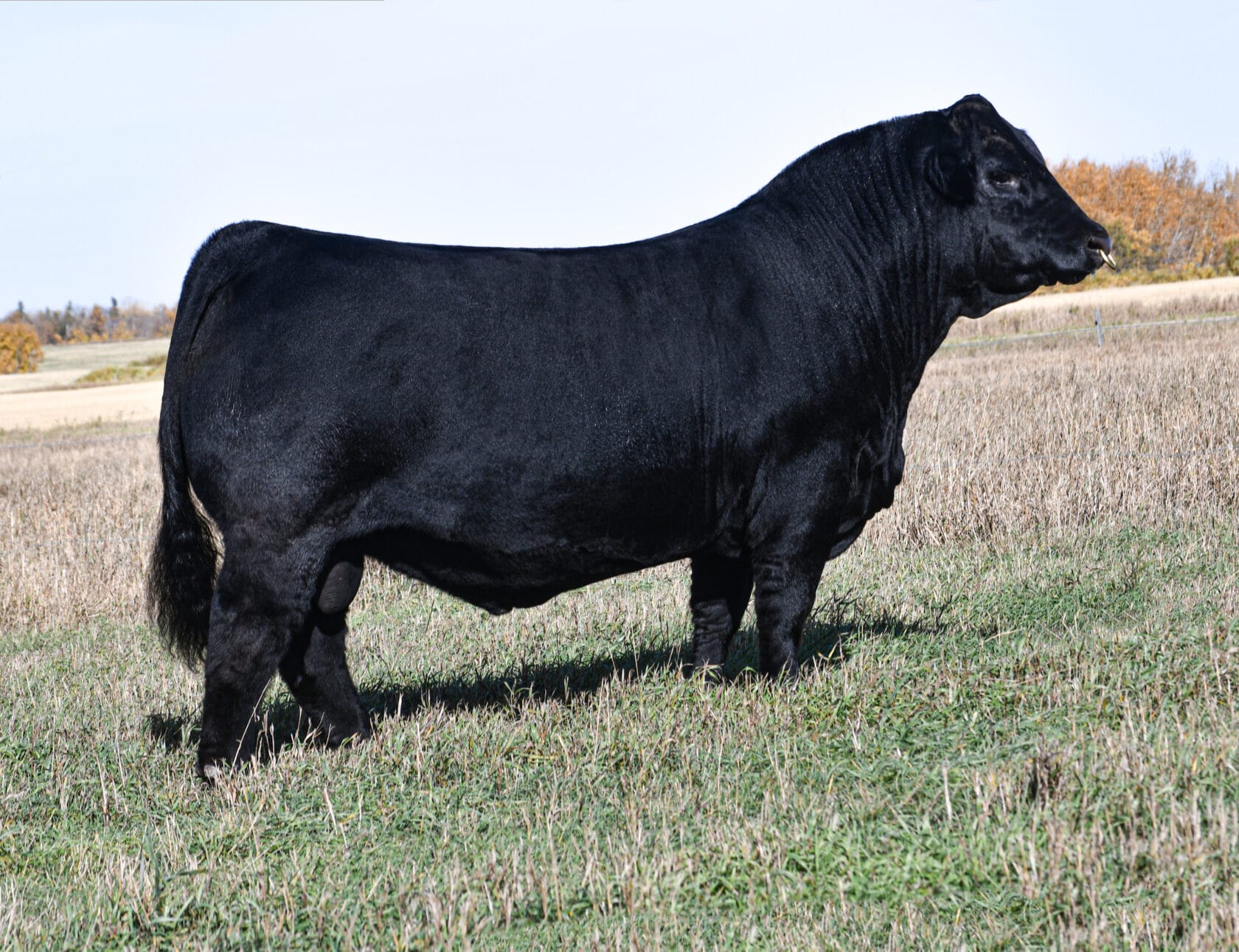 RF CALIBER 014G – Premium Beef Genetics