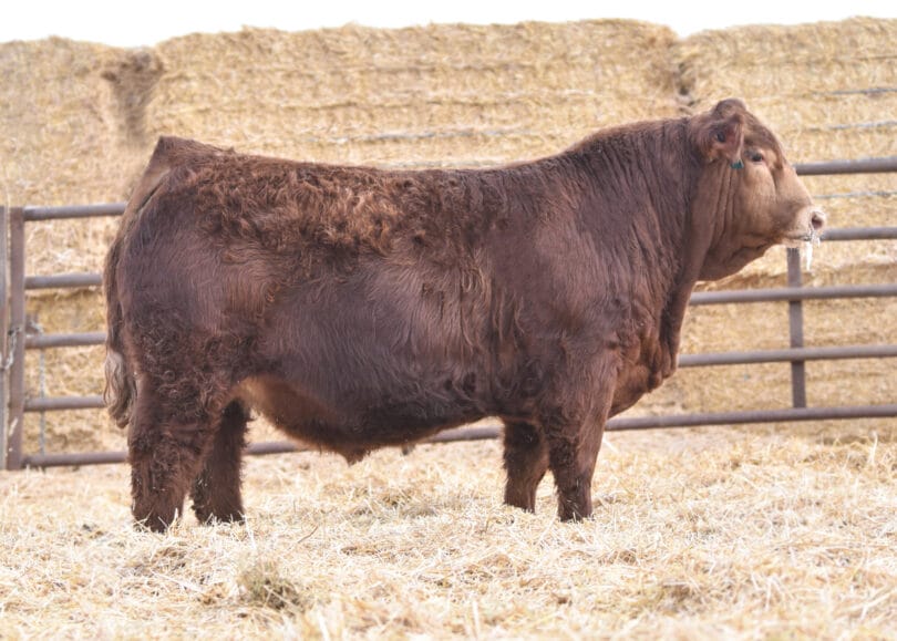 R PLUS REDDINGTON 0143H – Premium Beef Genetics