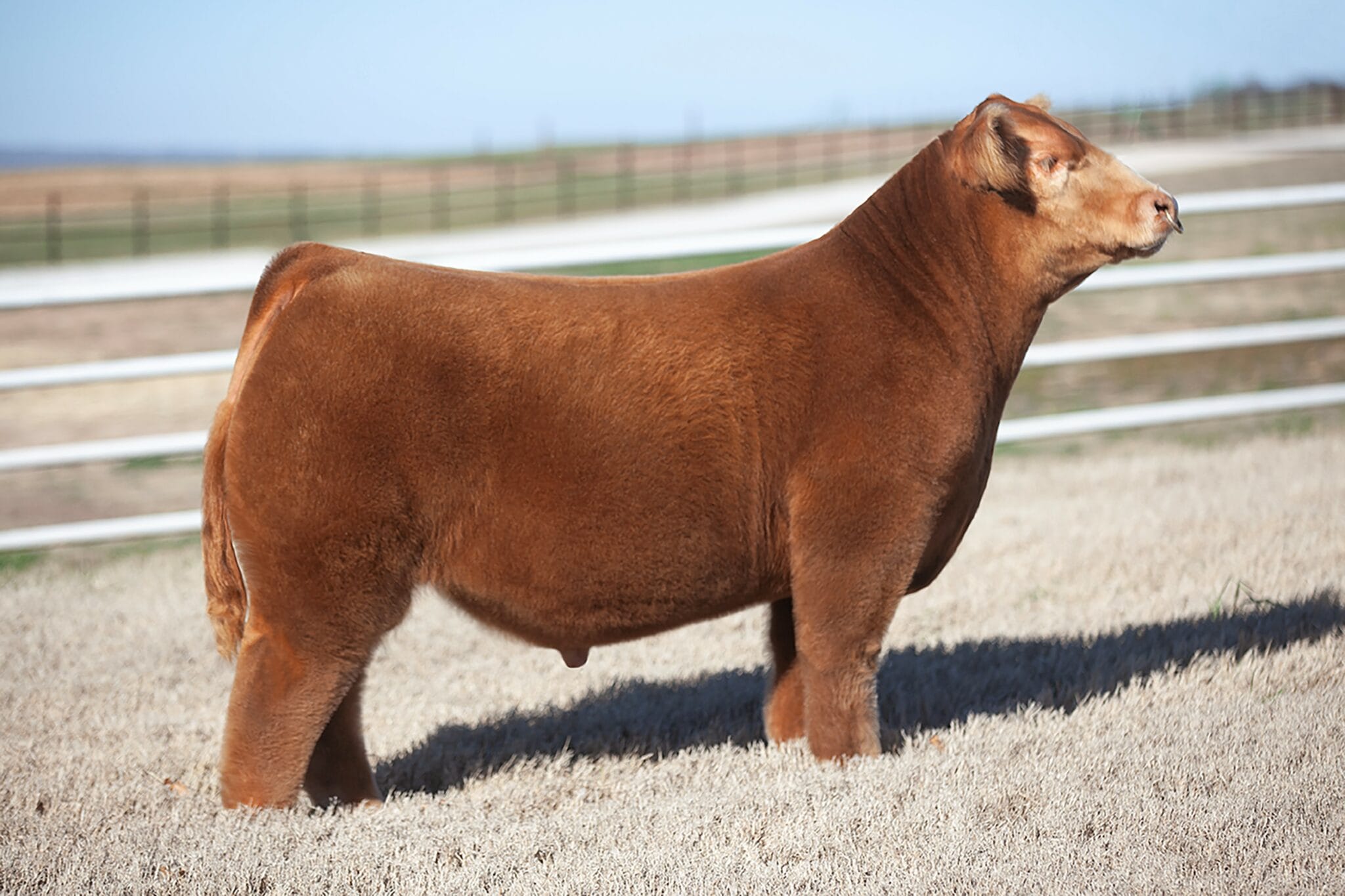 Club Calf – Premium Beef Genetics