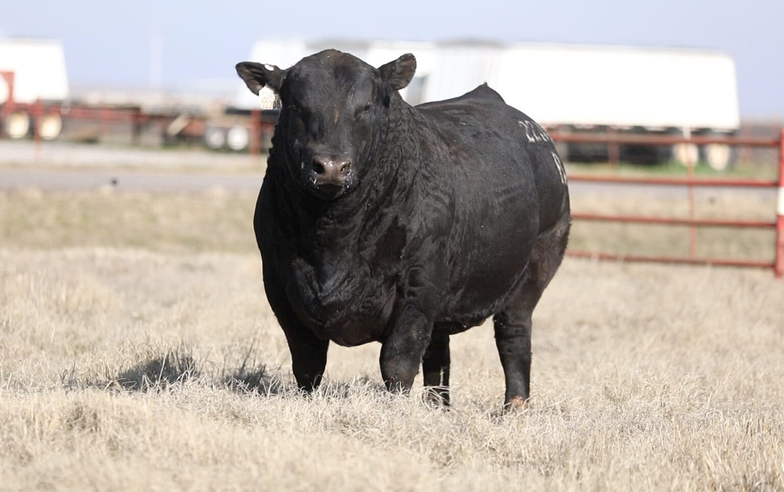 DUFF ECO BOOST 22208 – Premium Beef Genetics