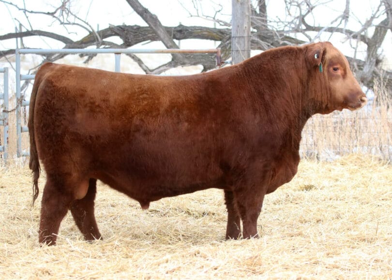 RED SIX MILE AUGUSTA 519K – Premium Beef Genetics