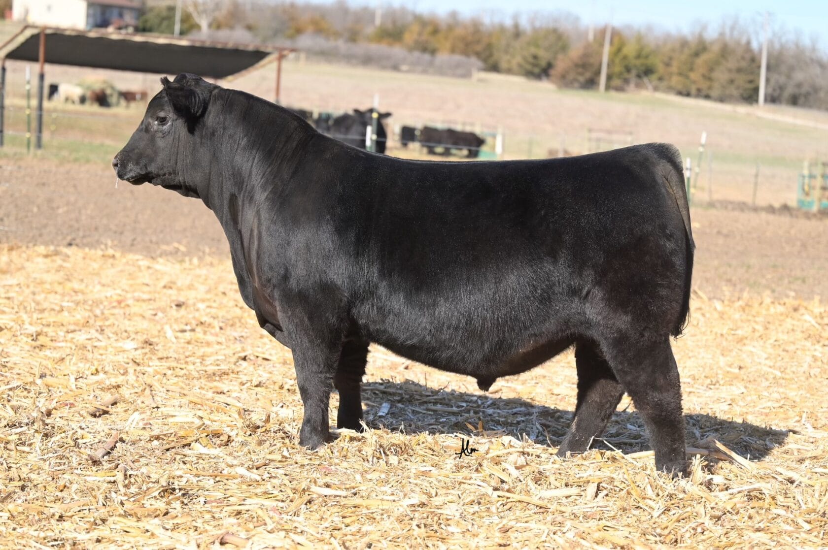 STAG Lawless 311 ET – Premium Beef Genetics