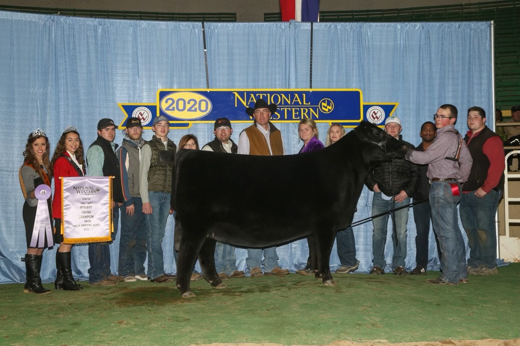 STAG Lawless 311 ET – Premium Beef Genetics