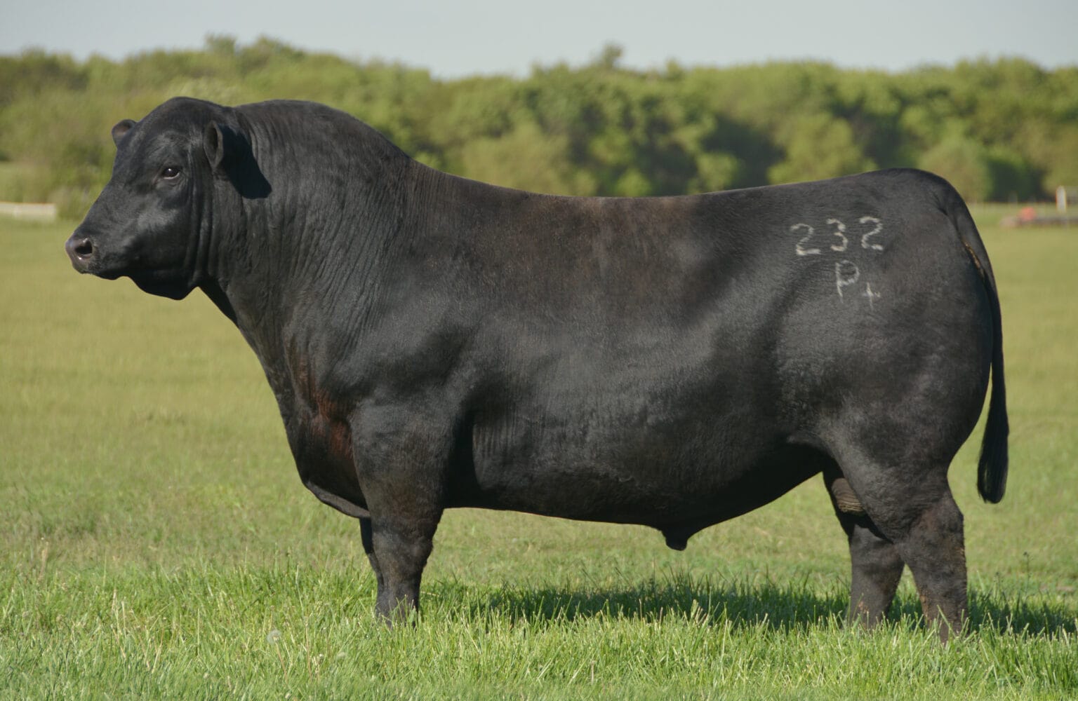 DUFF NAPOLEON 232 – Premium Beef Genetics