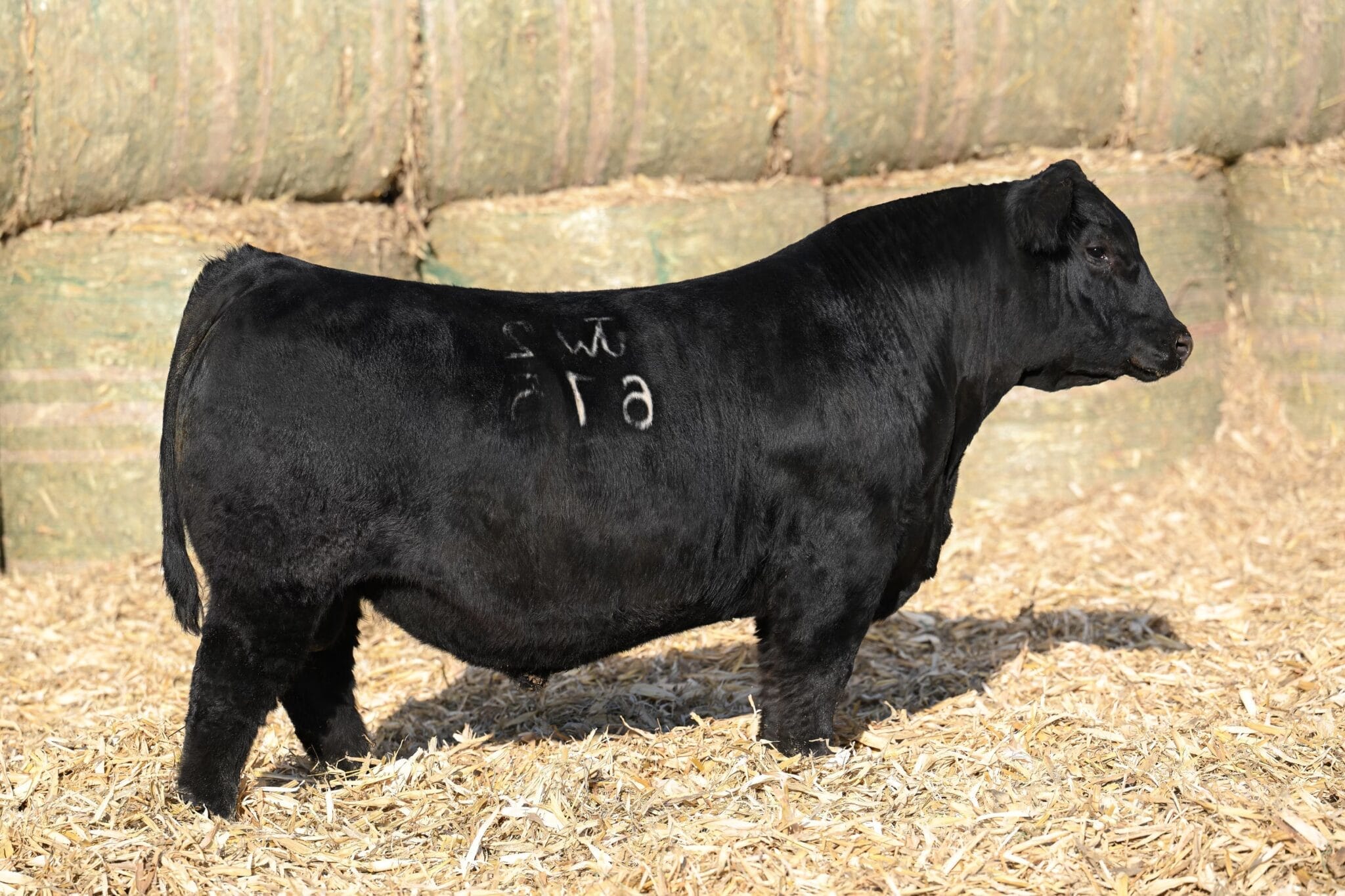 Simmental – Premium Beef Genetics