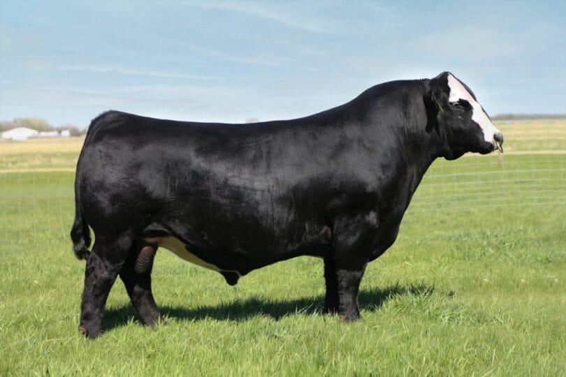Simmental – Premium Beef Genetics