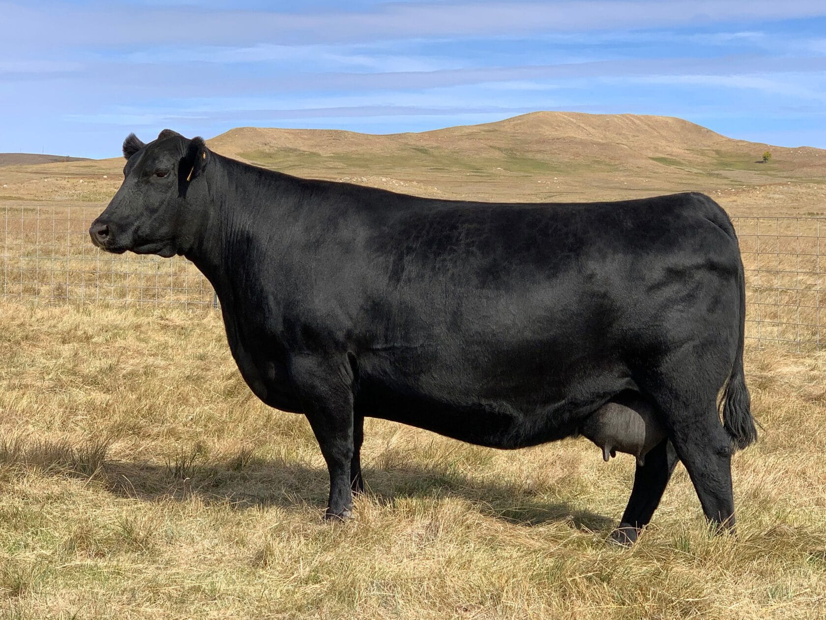 SAV COURAGE 3003 – Premium Beef Genetics