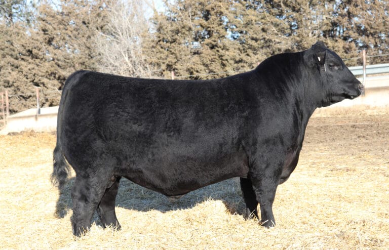 SAV COURAGE 3003 – Premium Beef Genetics