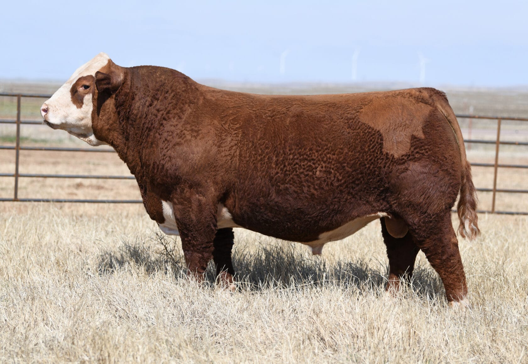 DUFF RINGO 17311 ET – Premium Beef Genetics