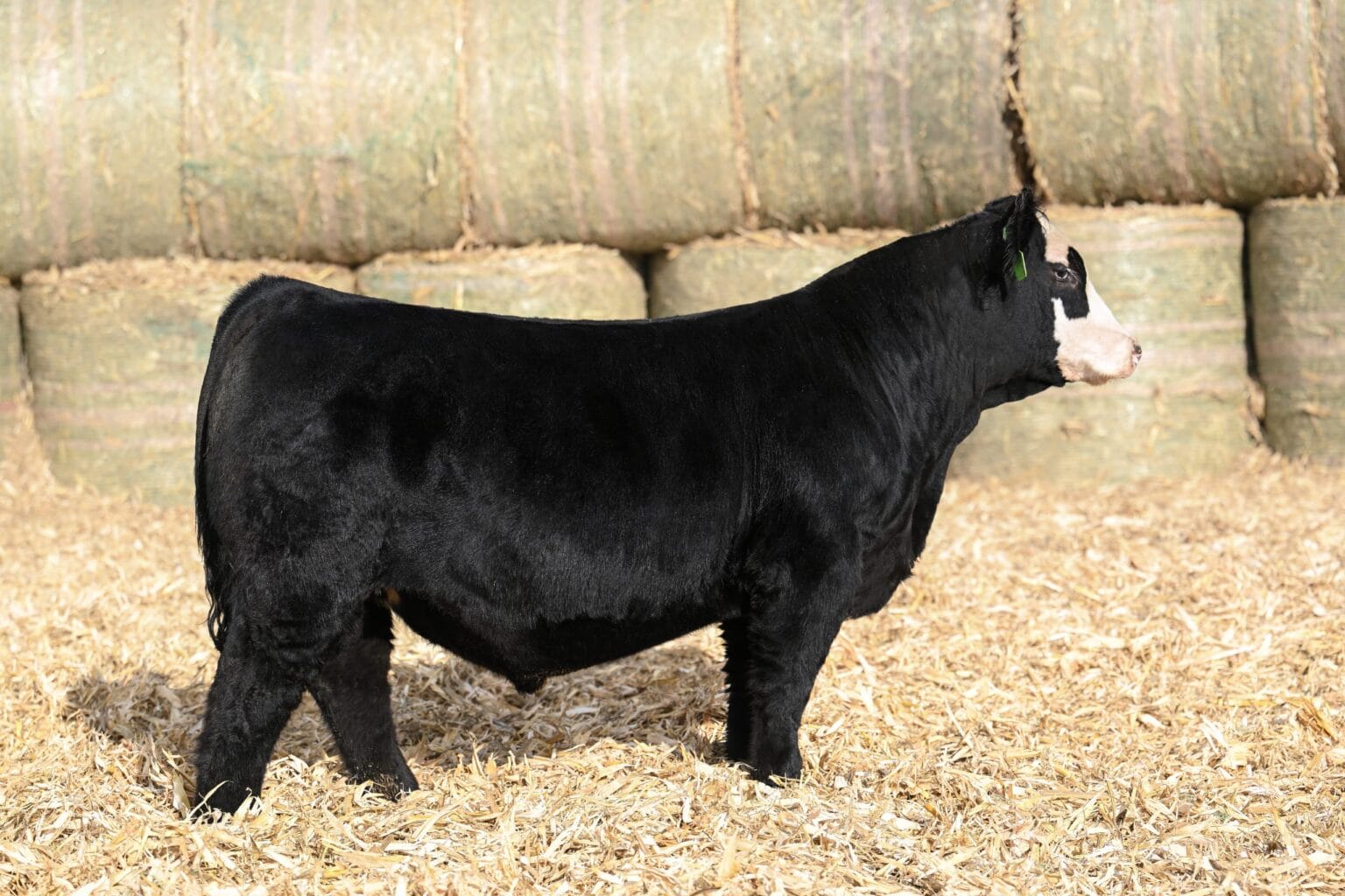 Simmental – Premium Beef Genetics