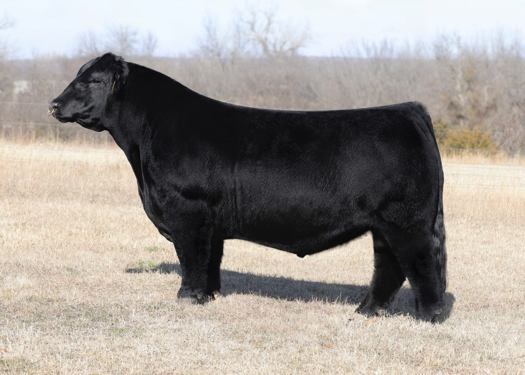 S B C BUFFALO TRACE 133K – Premium Beef Genetics