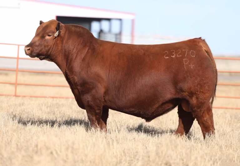 DUFF CINCH 23270 – Premium Beef Genetics