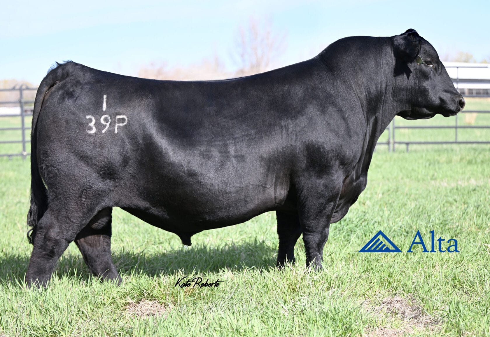 Connealy Pinnacle – Premium Beef Genetics