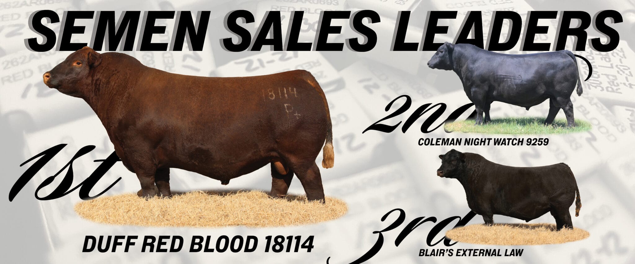 Premium Beef Genetics