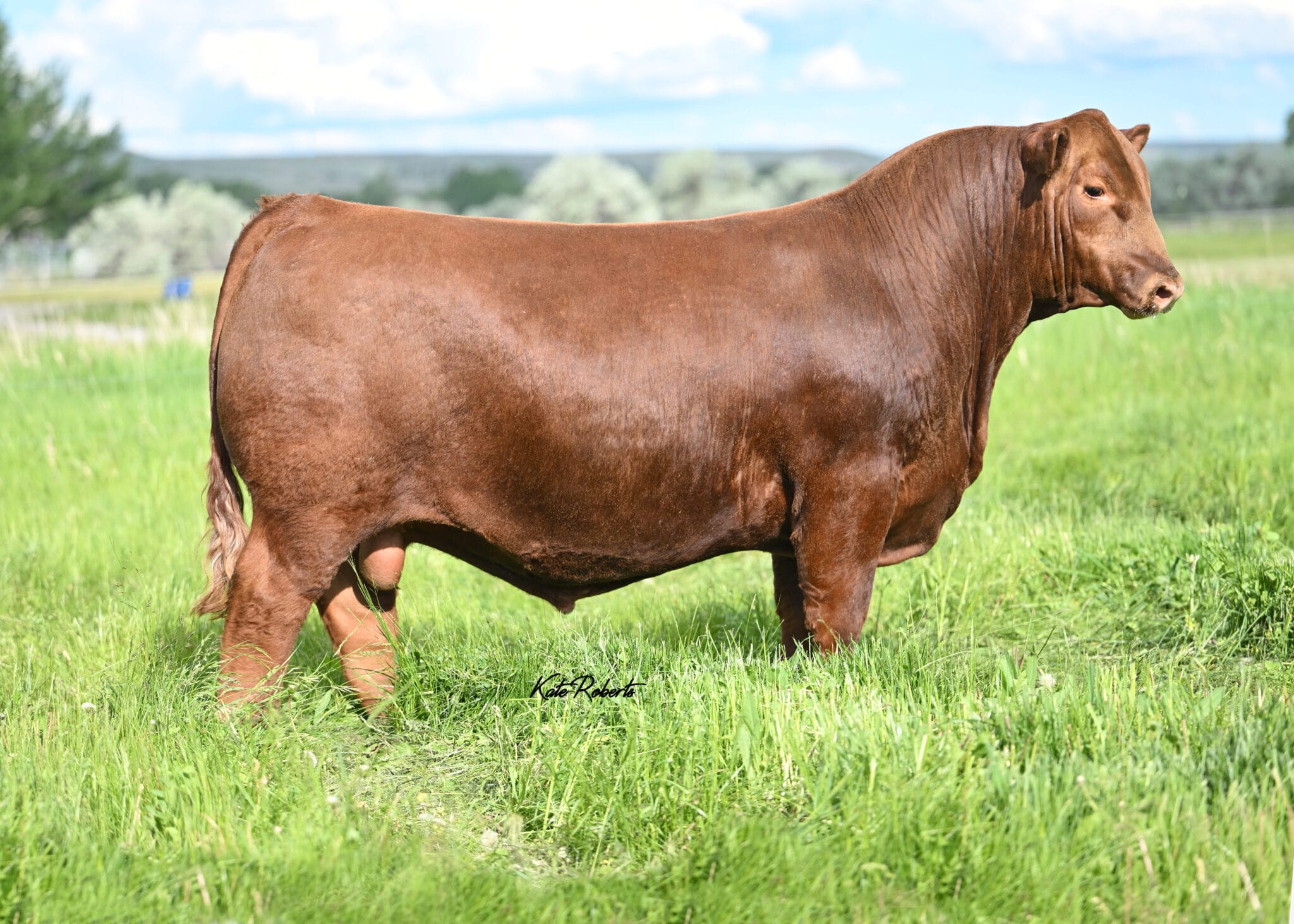 U2Q COUNTDOWN – Premium Beef Genetics