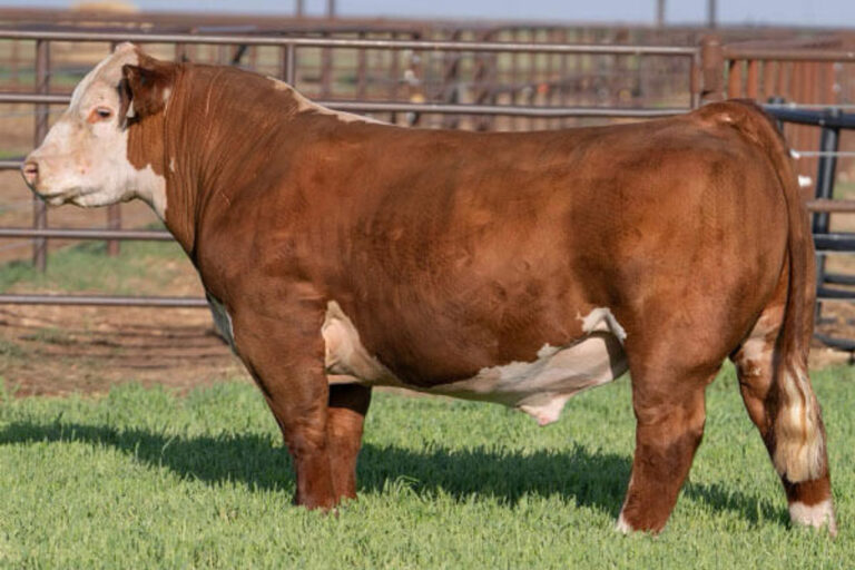 Club Calf – Premium Beef Genetics