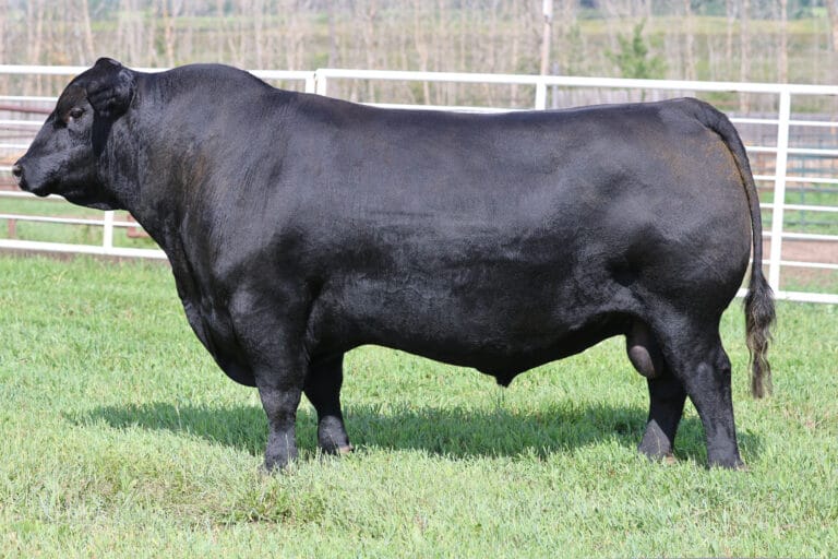 BROOKING NEXT GENERATION 1038 – Premium Beef Genetics