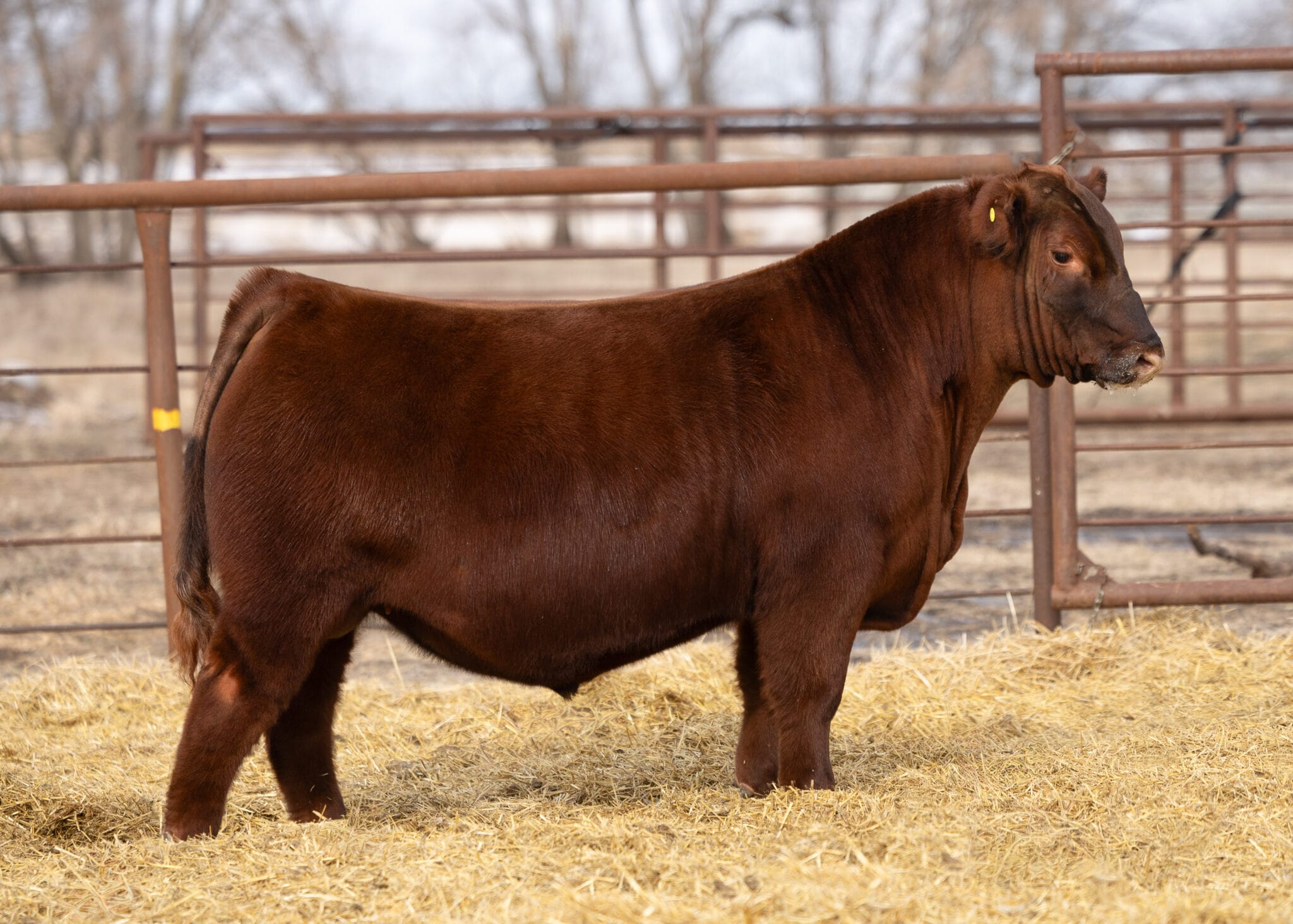 TC WDZ KAMIKAZE 2506 – Premium Beef Genetics