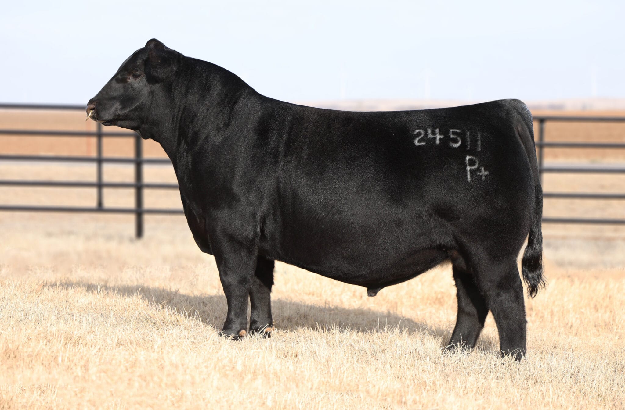DUFF WALK THE LINE 24511 – Premium Beef Genetics