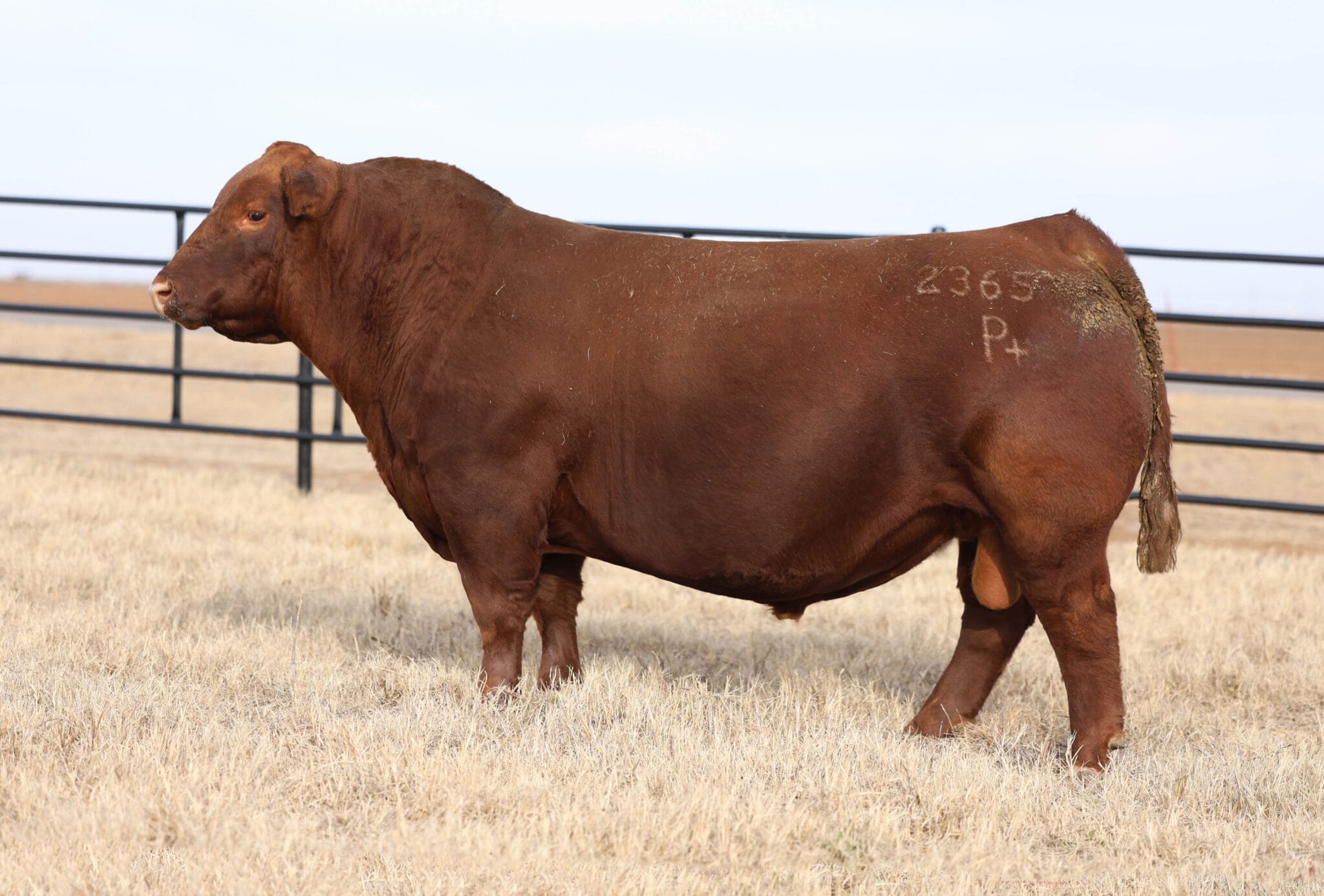 DUFF HEAVEN SENT 2365 – Premium Beef Genetics